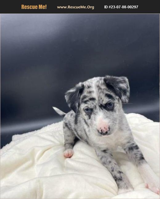 ADOPT 23070800297 ~ Corgi Rescue ~ Tucson, AZ