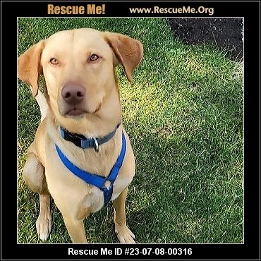 - Washington Vizsla Rescue - ADOPTIONS - Rescue Me!