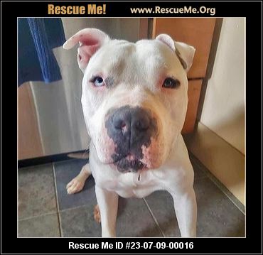 - Colorado Pit Bull Rescue - ADOPTIONS - Rescue Me!