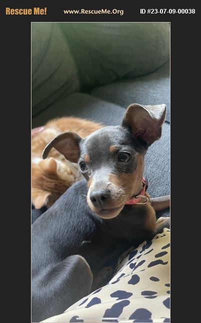 ADOPT 23070900038 ~ Miniature Pinscher Rescue ~ Youngsville, NC