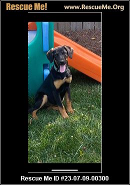 - Virginia Black and Tan Coonhound Rescue - ADOPTIONS - Rescue Me!