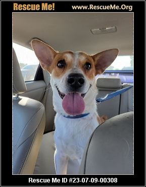 - Arizona Corgi Rescue - ADOPTIONS - Rescue Me!