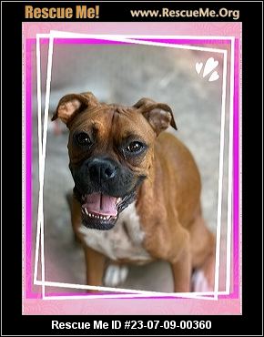 - Texas Boxer Rescue - ADOPTIONS - Rescue Me!