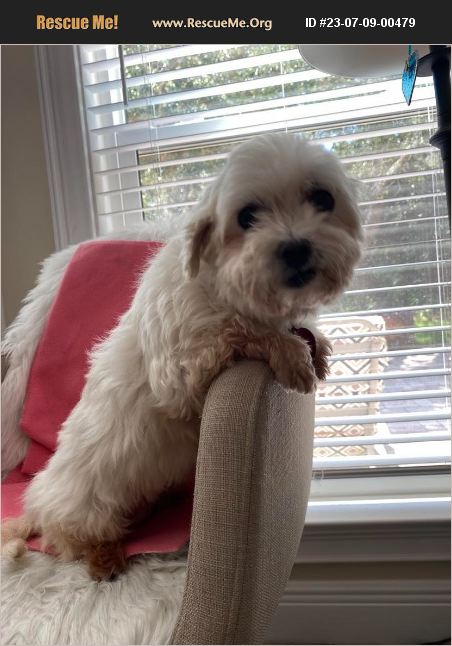 ADOPT 23070900479 ~ Maltese Rescue ~ Pensacola, FL