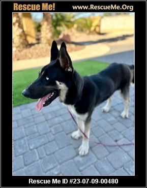 - Nevada Dog Rescue - ADOPTIONS - Rescue Me!