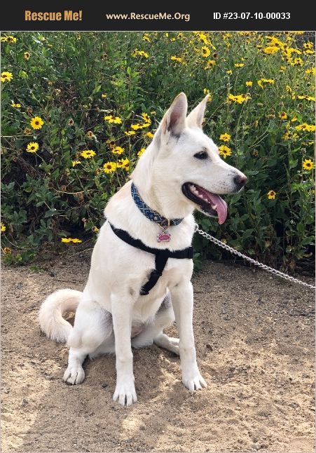 ADOPT 23071000033 ~ Jindo Rescue ~ Lafayette, CA
