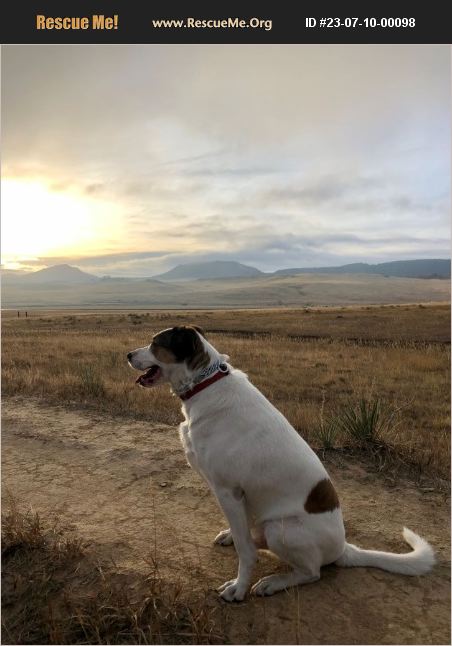 ADOPT 23071000098 ~ Greater Swiss Mountain Dog Rescue ~ Black Forest, CO