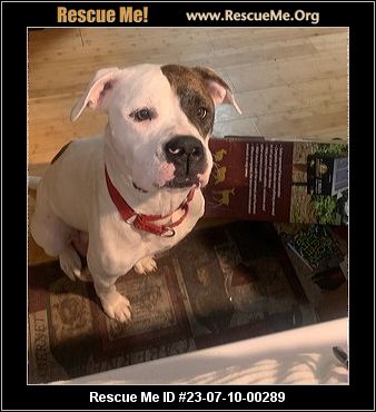 - New Jersey American Bulldog Rescue - ADOPTIONS - Rescue Me!