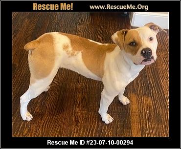 - Texas Boxer Rescue - ADOPTIONS - Rescue Me!