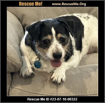 - Texas Jack Russell Rescue - ADOPTIONS - Rescue Me!