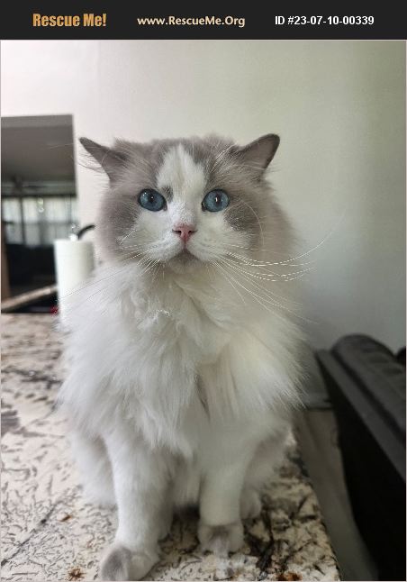 ADOPT 23071000339 ~ Ragdoll Rescue ~ Daytona Beach, FL