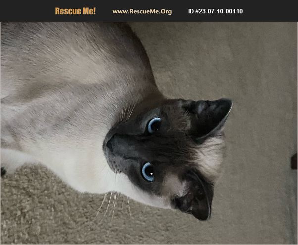 ADOPT 23071000410 ~ Siamese Rescue ~ Milton, Ontario, Canada