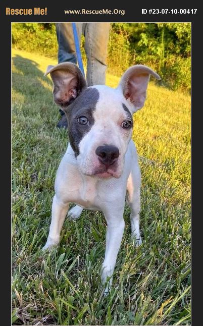 ADOPT 23071000417 ~ Pit Bull Rescue ~ Sophia, NC