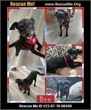 - New Jersey Schnauzer Rescue - ADOPTIONS - Rescue Me!