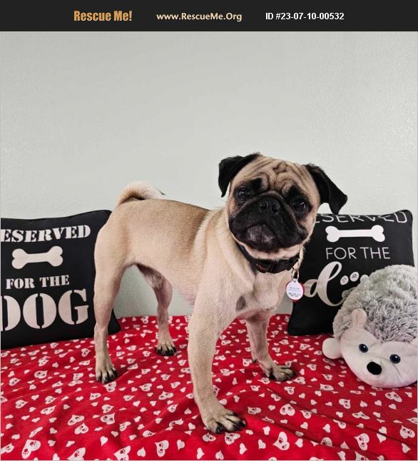 ADOPT 23071000532 ~ Pug Rescue ~ Pensacola, FL