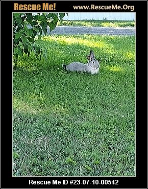 - Illinois Rabbit Rescue - ADOPTIONS - Rescue Me!