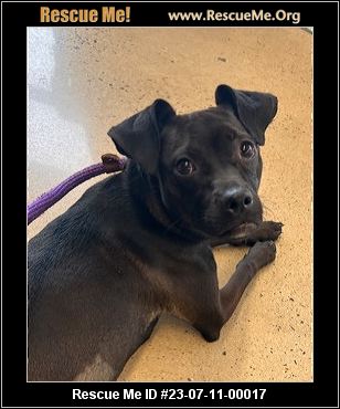 - Alabama Dog Rescue - ADOPTIONS - Rescue Me!