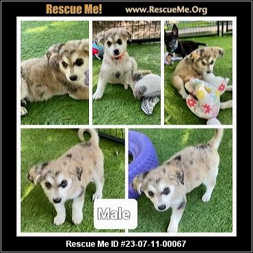 - New Jersey Dog Rescue - ADOPTIONS - Rescue Me!