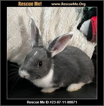 - Texas Rabbit Rescue - ADOPTIONS - Rescue Me!