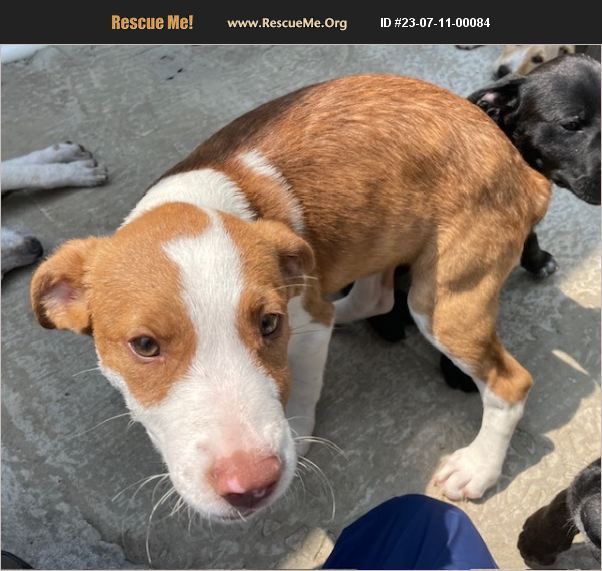 ADOPT 23071100084 ~ German Pinscher Rescue ~ Tracy City, TN