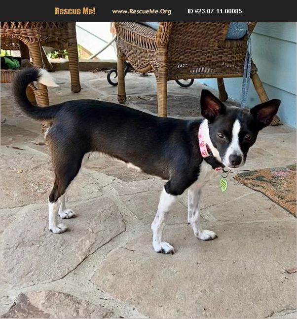 ADOPT 23071100085 ~ Rat Terrier Rescue ~ Greensboro, NC