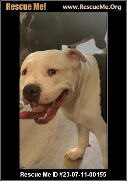 - Nevada Dog Rescue - ADOPTIONS - Rescue Me!