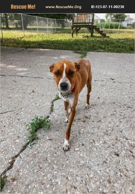 ADOPT 23071100230 ~ Whippet Rescue ~ Marshall, MO