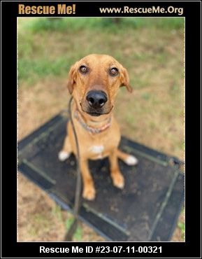 - Texas Rhodesian Ridgeback Rescue - ADOPTIONS - Rescue Me!