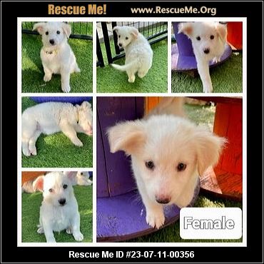 - New Jersey Dog Rescue - ADOPTIONS - Rescue Me!