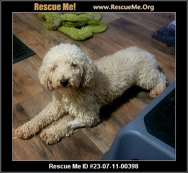 - Pennsylvania Poodle Rescue - ADOPTIONS - Rescue Me!