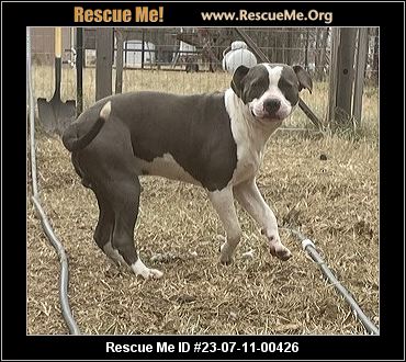 - Texas Pit Bull Rescue - ADOPTIONS - Rescue Me!