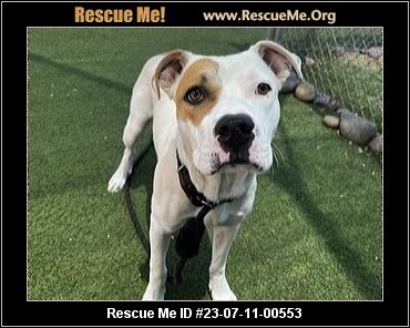 - Arizona Pit Bull Rescue - ADOPTIONS - Rescue Me!