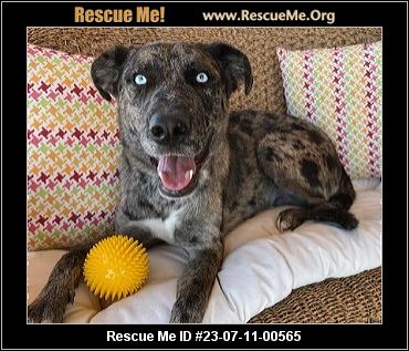 - California Australian Cattle Dog Rescue - ADOPTIONS - Rescue Me!