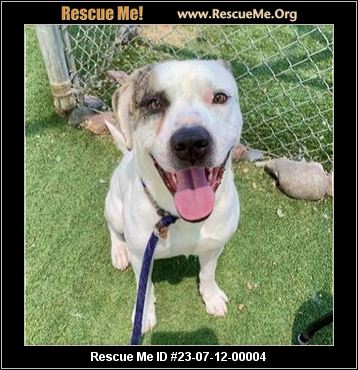 - Arizona Pit Bull Rescue - ADOPTIONS - Rescue Me!