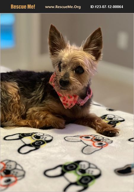 ADOPT 23071200064 ~ Yorkie Rescue ~ Wesley Chapel, FL
