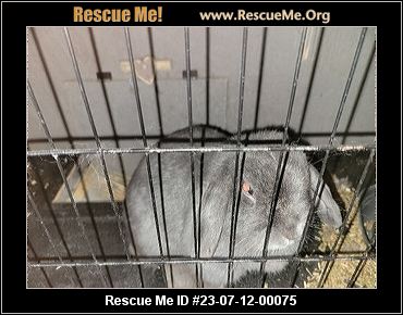 - Virginia Rabbit Rescue - ADOPTIONS - Rescue Me!