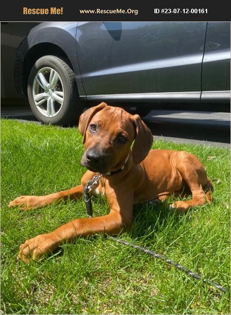 ADOPT 23071200161 ~ Rhodesian Ridgeback Rescue ~ Arlington Heights, IL