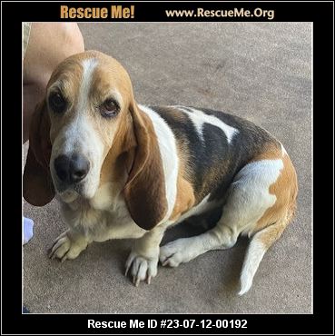 - Oklahoma Basset Hound Rescue - ADOPTIONS - Rescue Me!