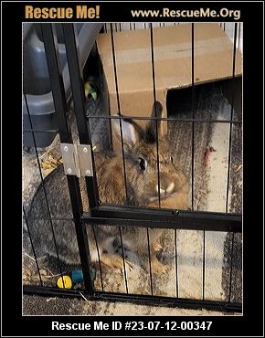 - Georgia Rabbit Rescue - ADOPTIONS - Rescue Me!