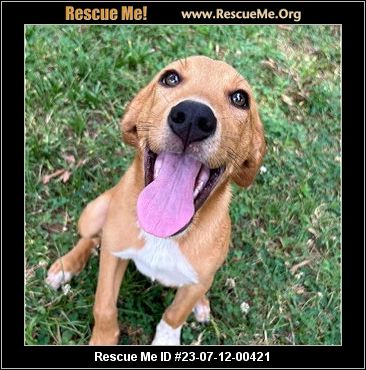 - North Carolina Lab Rescue - ADOPTIONS - Rescue Me!