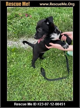 - Pennsylvania Dog Rescue - ADOPTIONS - Rescue Me!