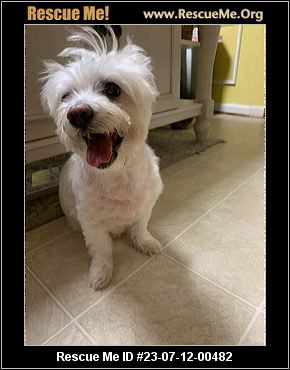 - Maryland Maltese Rescue - ADOPTIONS - Rescue Me!
