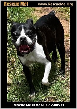 - Oklahoma Boston Terrier Rescue - ADOPTIONS - Rescue Me!