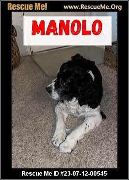 - California English Springer Spaniel Rescue - ADOPTIONS - Rescue Me!