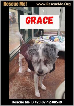 - California Poodle Rescue - ADOPTIONS - Rescue Me!