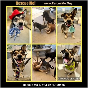 - California Corgi Rescue - ADOPTIONS - Rescue Me!