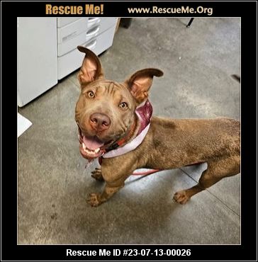- Arizona Pit Bull Rescue - ADOPTIONS - Rescue Me!