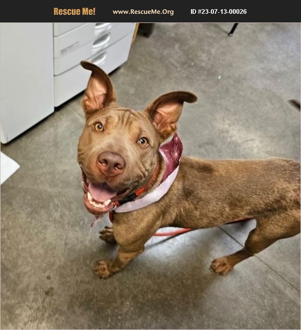 ADOPT 23071300026 ~ Shar-Pei Rescue ~ Phoenix, AZ