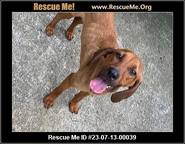 - Alabama Redbone Coonhound Rescue - ADOPTIONS - Rescue Me!