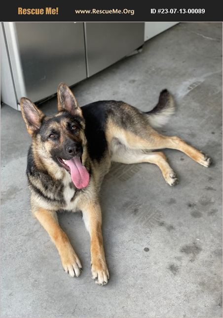 ADOPT 23071300089 ~ German Shepherd Rescue ~ North Chesterfield, VA